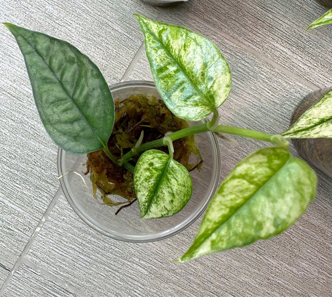 Updated! Variegated Epipremnum Cebu Blue Cuttings, Furniture & Home ...