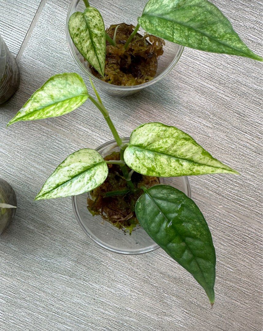 Updated! Variegated Epipremnum Cebu Blue Cuttings, Furniture & Home ...