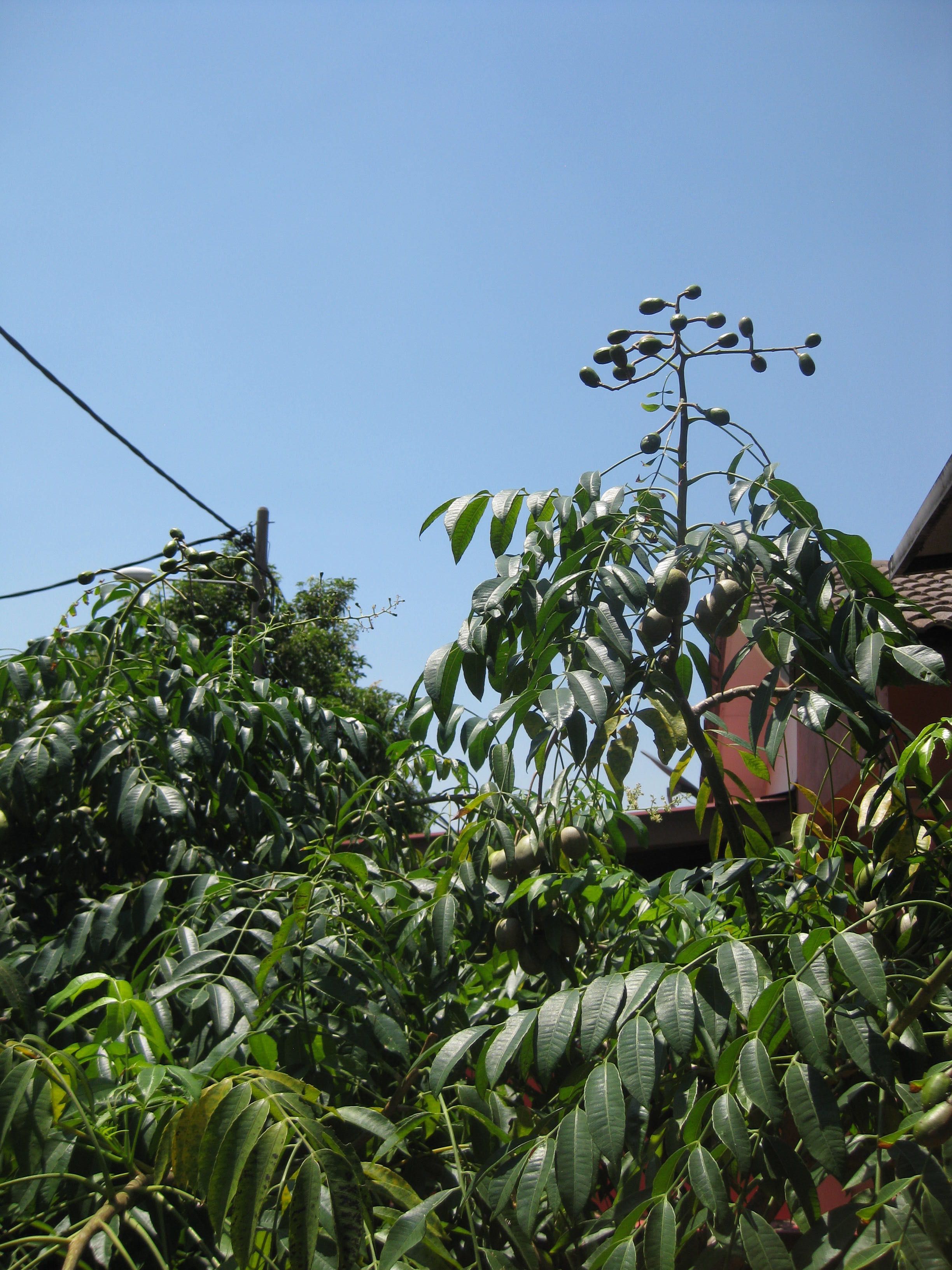 Canon PowerShot A470 Camera Digital CCD, Photography, Cameras on Carousell