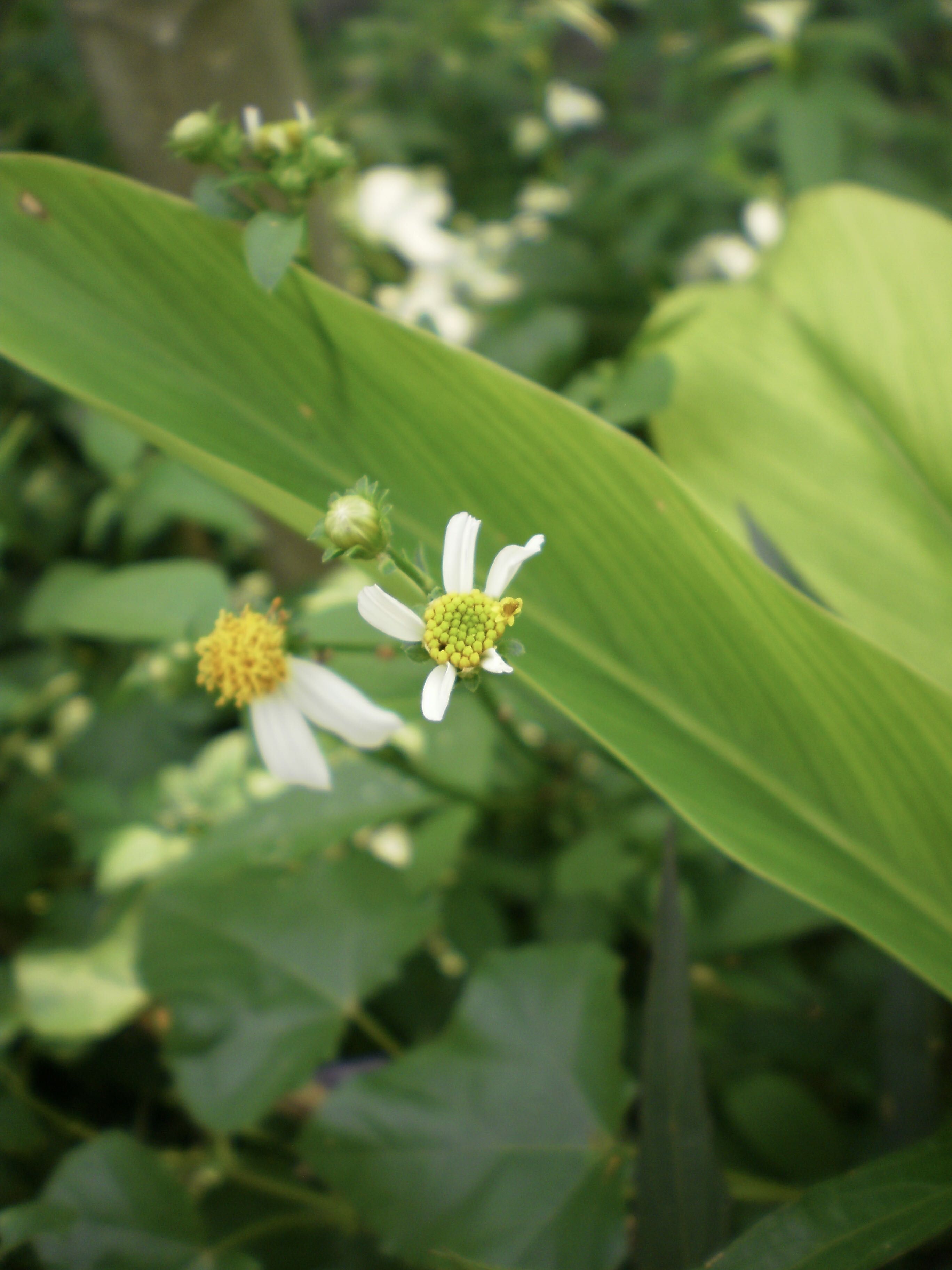 Canon PowerShot A470 Camera Digital CCD, Photography, Cameras on Carousell