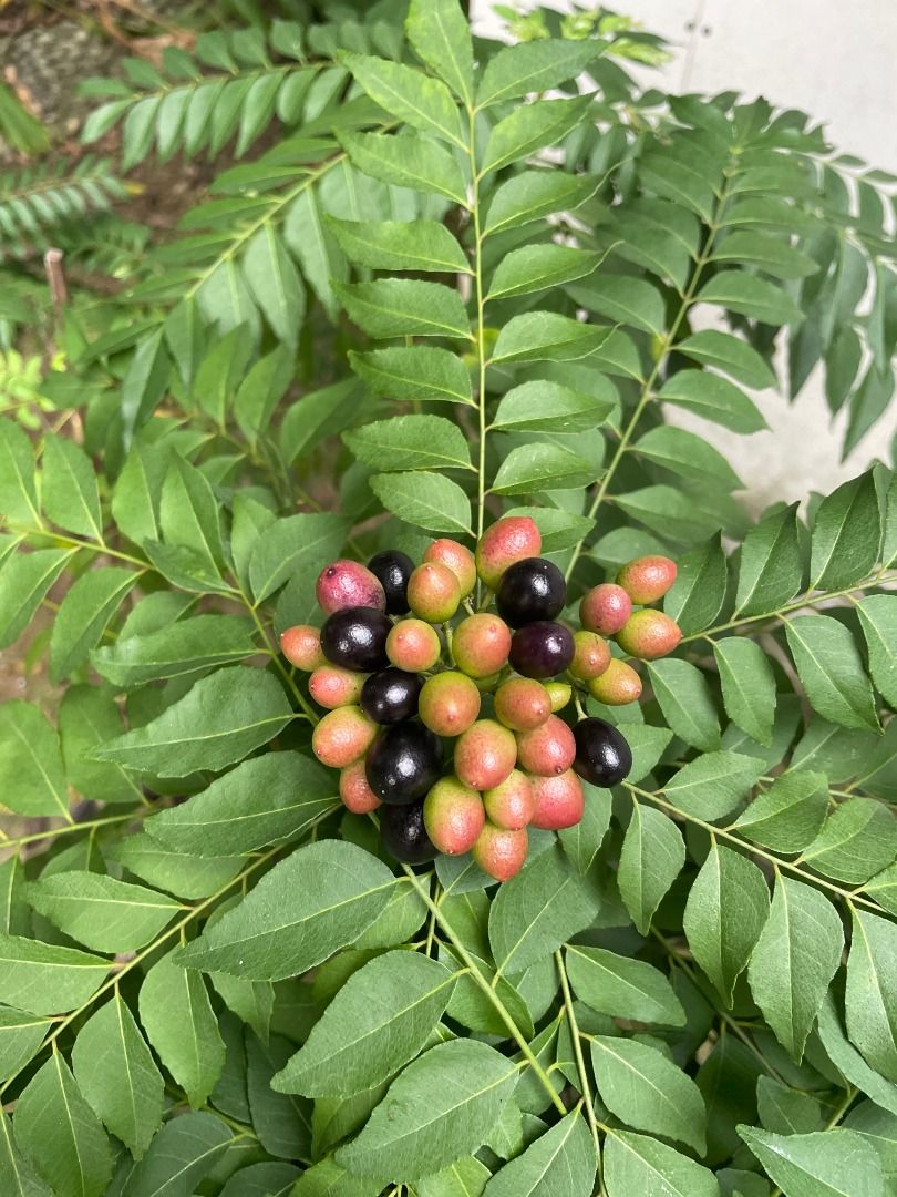 Curry Tree / Curry Leaf Plant, Furniture & Home Living, Gardening ...