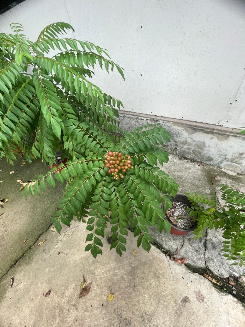 Curry Tree / Curry Leaf Plant, Furniture & Home Living, Gardening ...