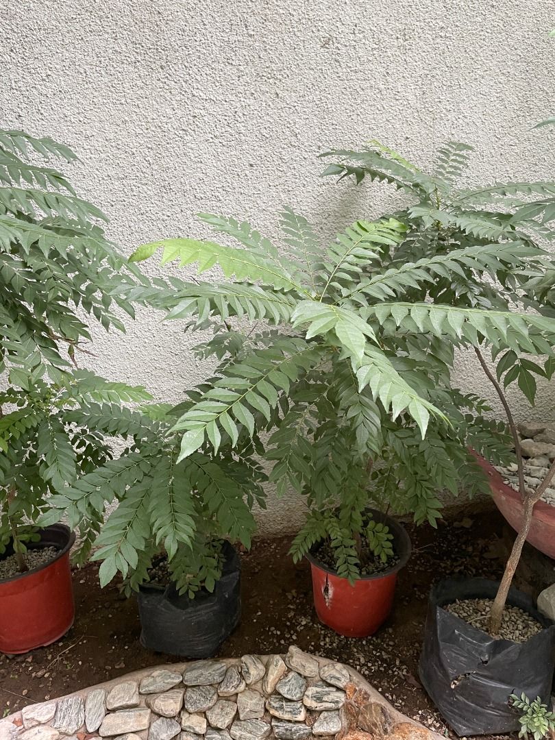 Curry Tree / Curry Leaf Plant, Furniture & Home Living, Gardening ...