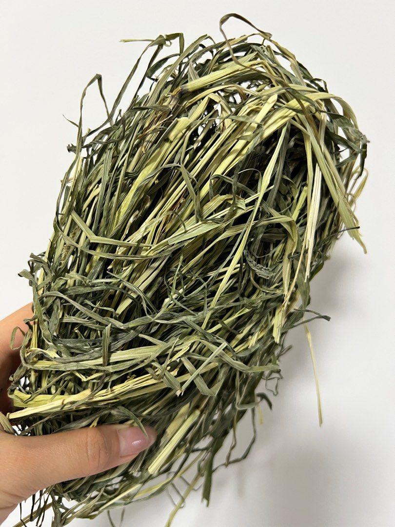 First Cut - Sun Dried Timothy Hay, Pet Supplies, Pet Food on Carousell