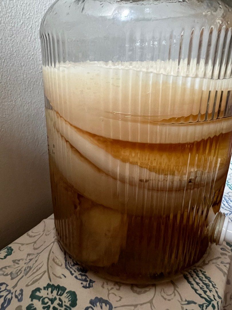 GIANT kombucha scoby (organic), Food & Drinks, Other Food & Drinks on ...