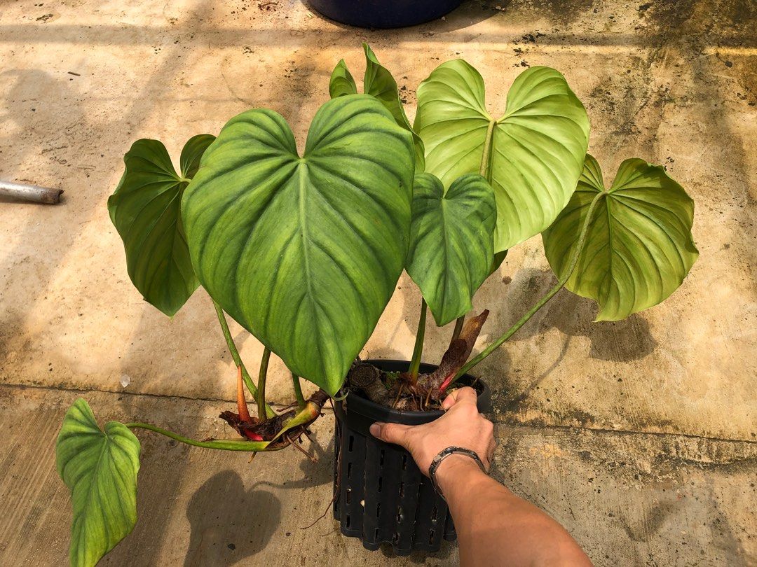 Philodendron sp. Colombia, Furniture & Home Living, Gardening, Plants ...