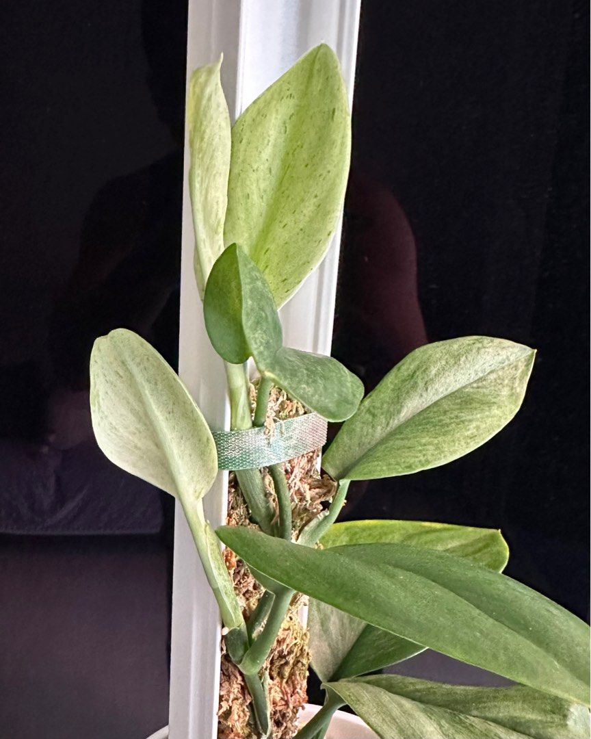 Scindapsus Treubii Moonlight Mint Variegated, Furniture & Home Living ...