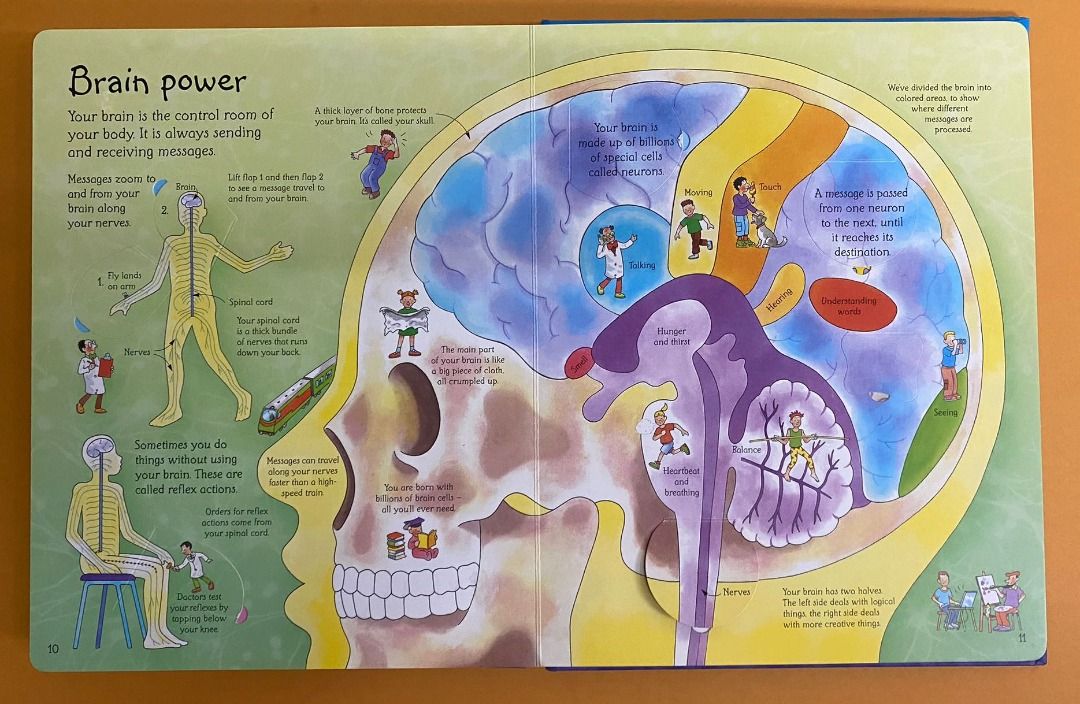 See Inside Your Body Board Book by Katie Daynes~Colin King, Hobbies ...
