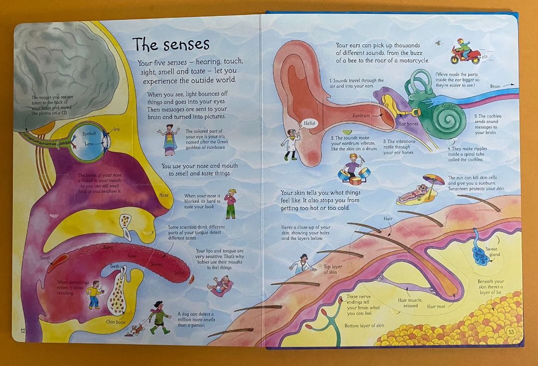 See Inside Your Body Board Book by Katie Daynes~Colin King, Hobbies ...