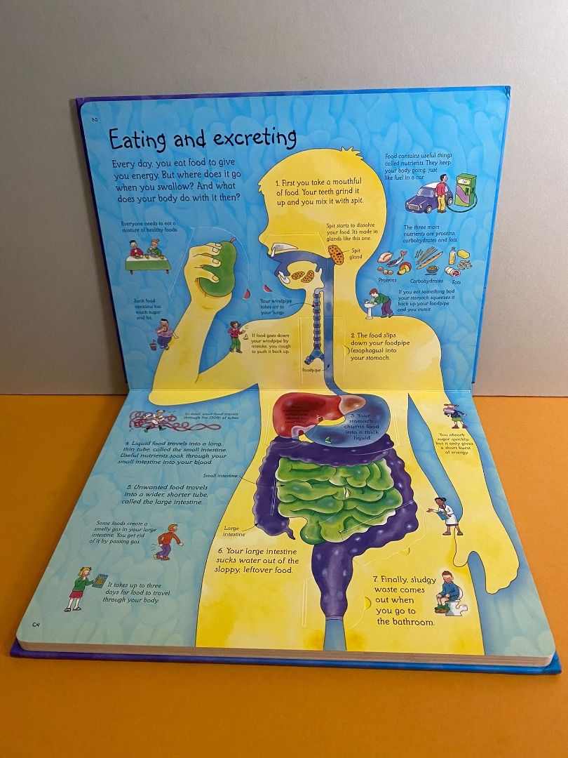 See Inside Your Body Board Book by Katie Daynes~Colin King, Hobbies ...