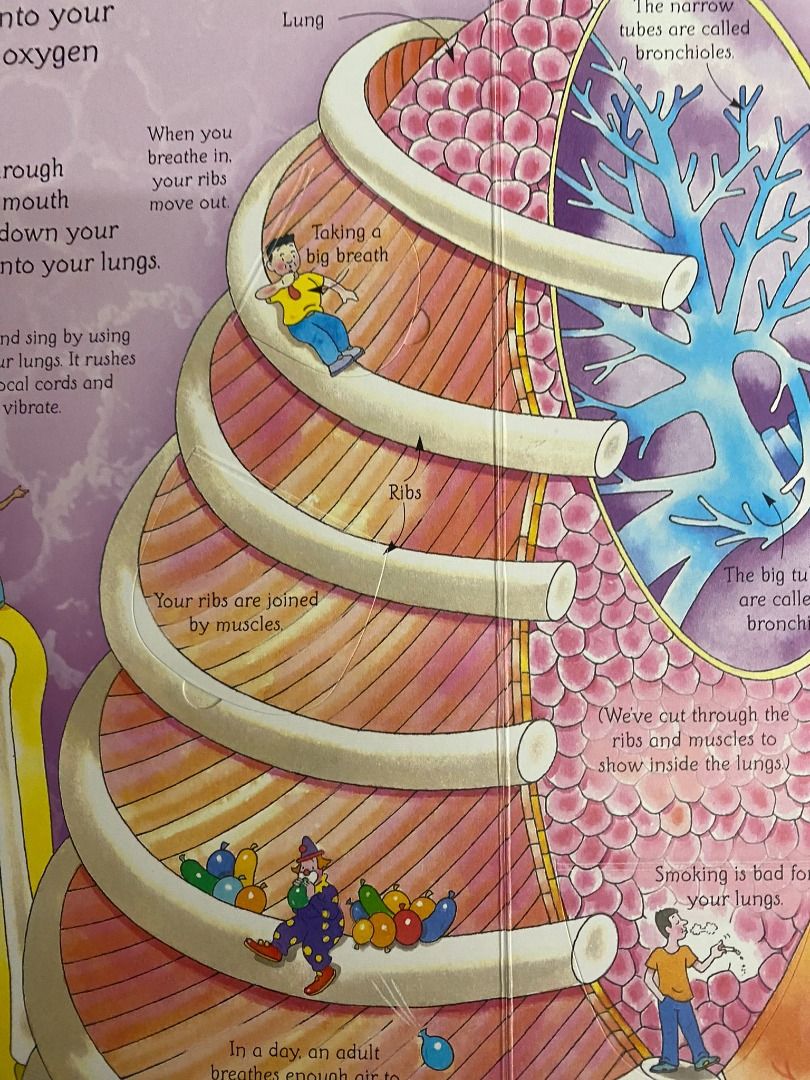 See Inside Your Body Board Book by Katie Daynes~Colin King, Hobbies ...