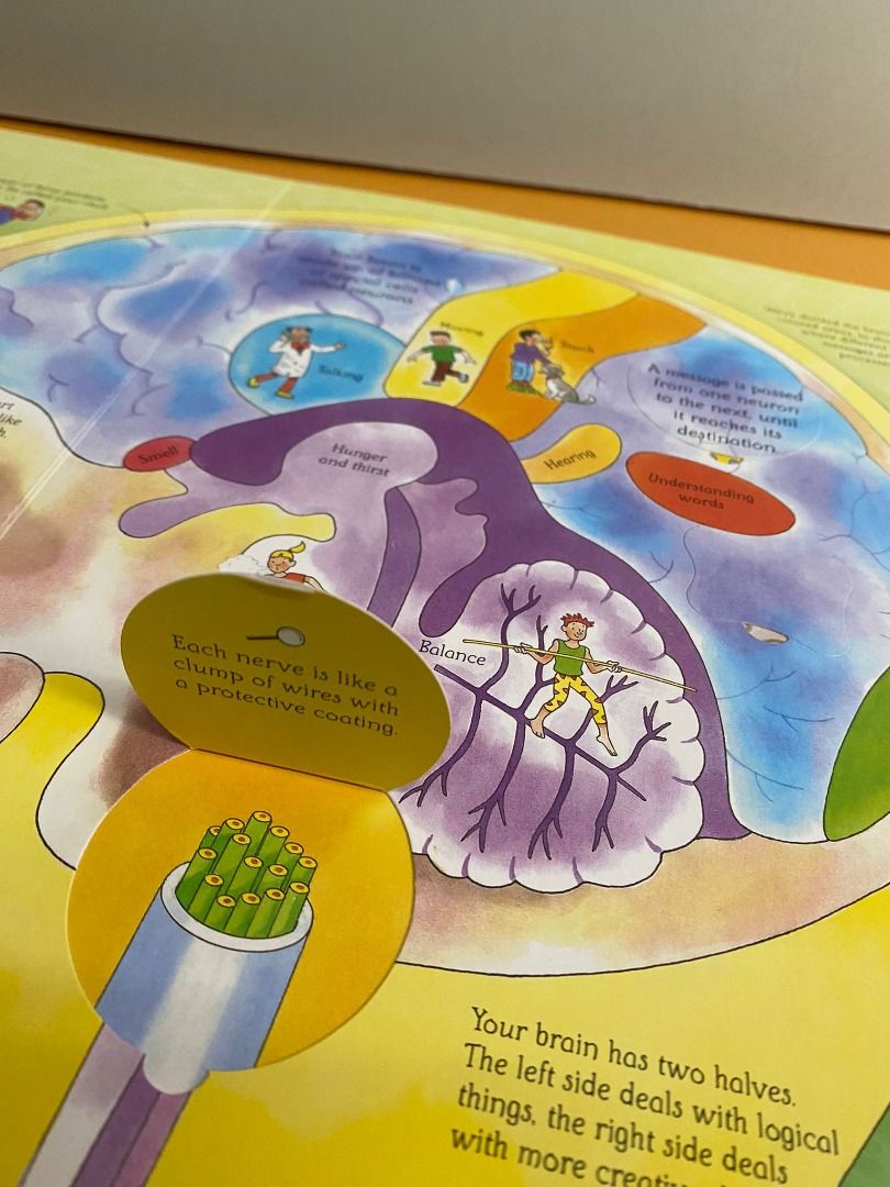 See Inside Your Body Board Book by Katie Daynes~Colin King, Hobbies ...