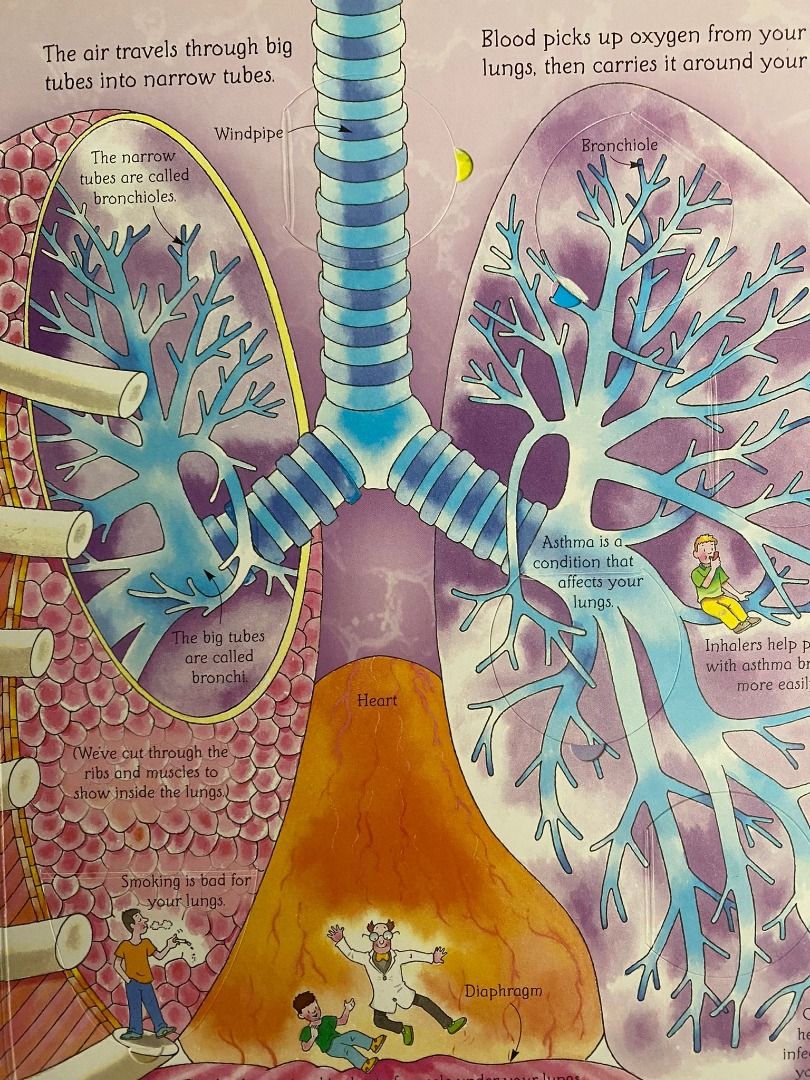 See Inside Your Body Board Book by Katie Daynes~Colin King, Hobbies ...