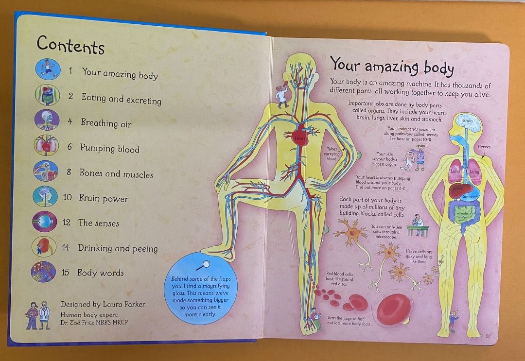 See Inside Your Body Board Book by Katie Daynes~Colin King, Hobbies ...