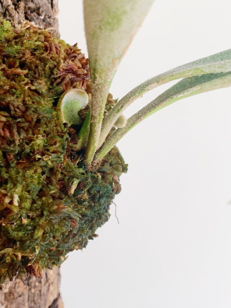 Staghorn fern (platycerium) mounted on cork bark, Furniture & Home ...