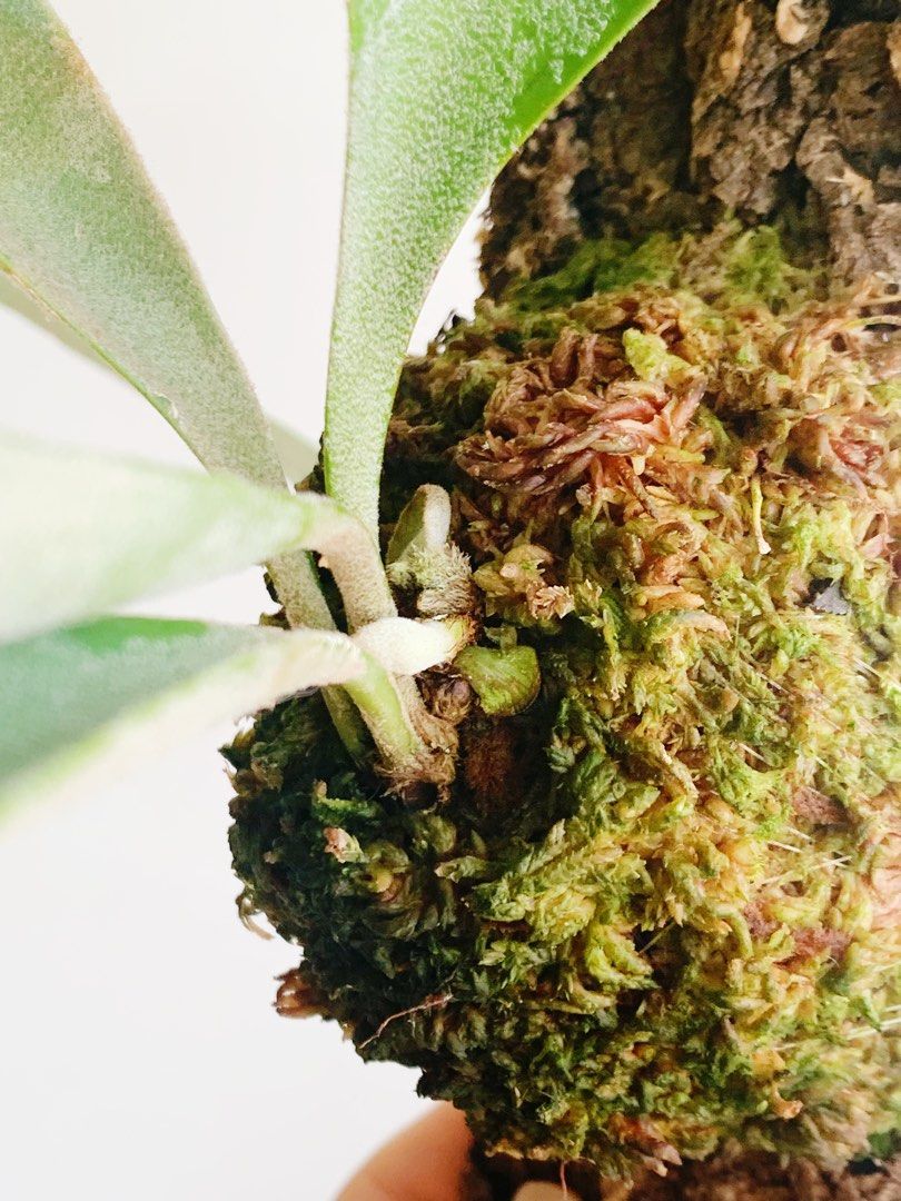Staghorn fern (platycerium) mounted on cork bark, Furniture & Home ...
