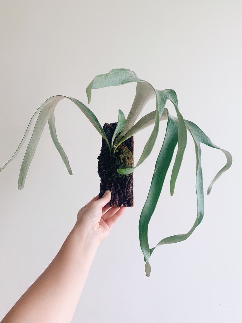 Staghorn fern (platycerium) mounted on cork bark, Furniture & Home ...