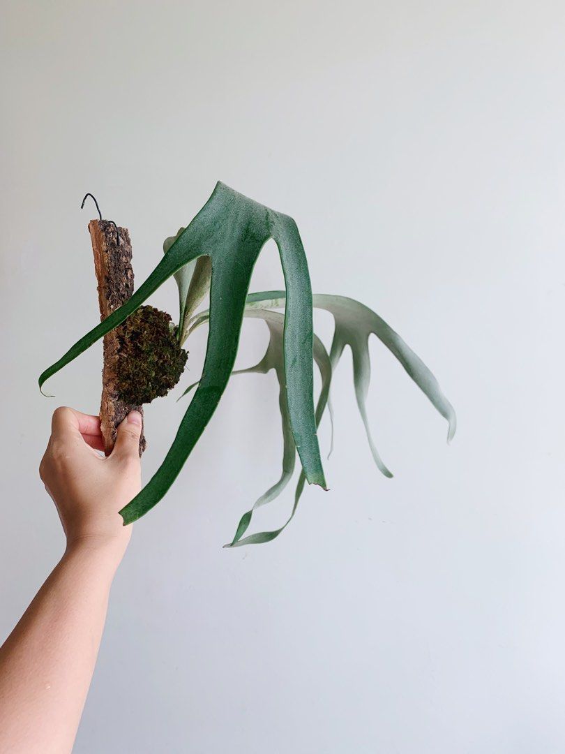 Staghorn fern (platycerium) mounted on cork bark, Furniture & Home ...
