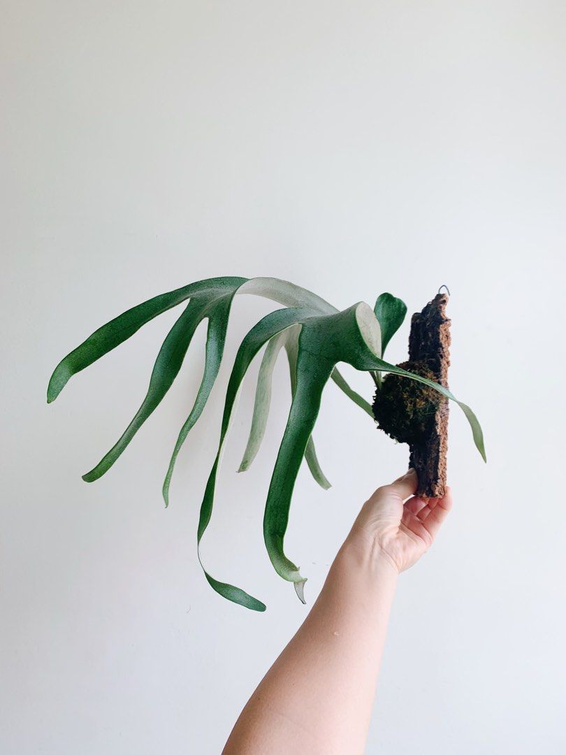 Staghorn fern (platycerium) mounted on cork bark, Furniture & Home ...