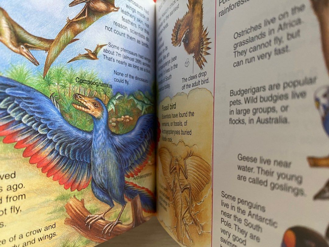 THE USBORNE Pocket Scientist : The red book (Hardcover), Hobbies & Toys ...
