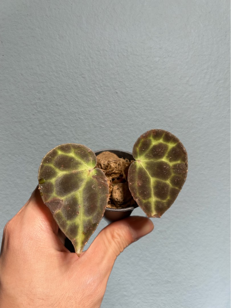 Begonia sp. trang, Furniture & Home Living, Gardening, Plants & Seeds ...