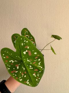 Caladium Florida Clown, Furniture & Home Living, Gardening, Plants ...