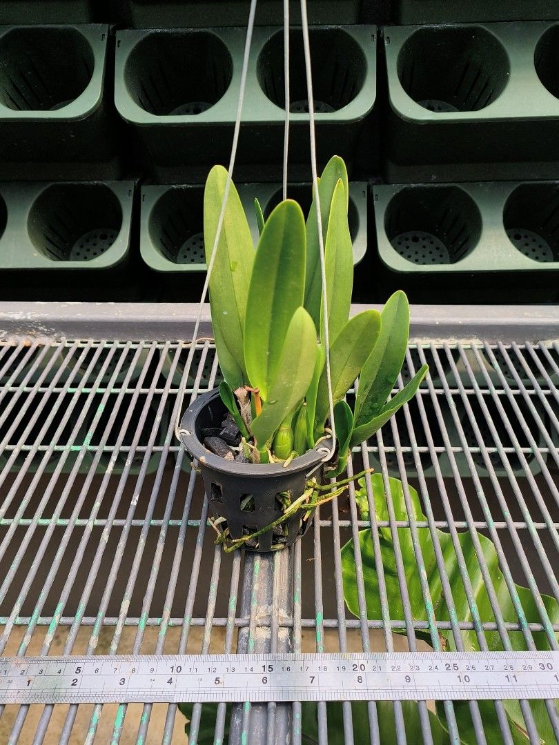 Cattleya Mayor Yamasaki, Furniture & Home Living, Gardening, Plants ...