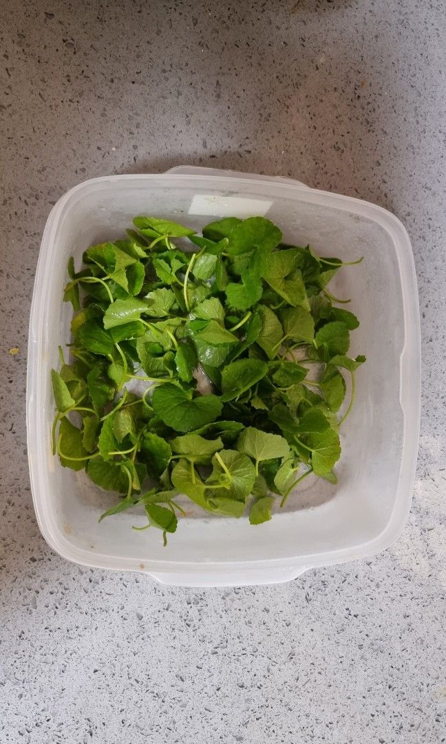 Edible ASIAN Pennywort/ Gotu Kola/ Daun Pengaga For Sale, Furniture ...