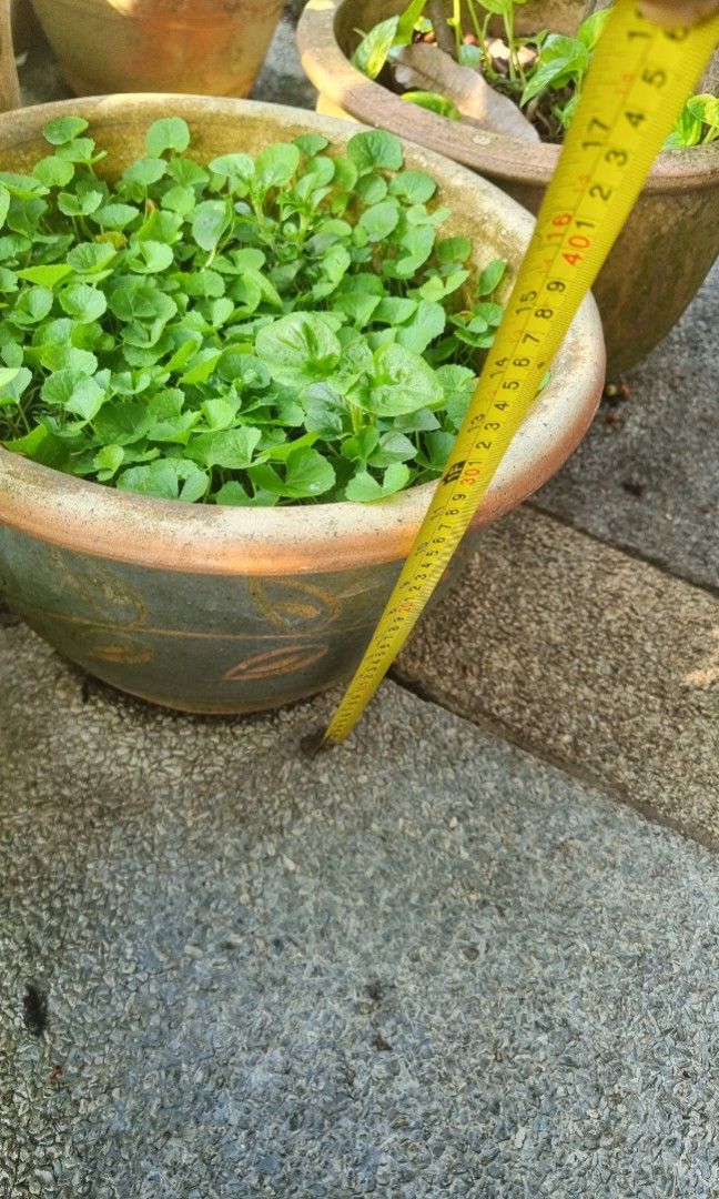 Edible ASIAN Pennywort/ Gotu Kola/ Daun Pengaga For Sale, Furniture ...