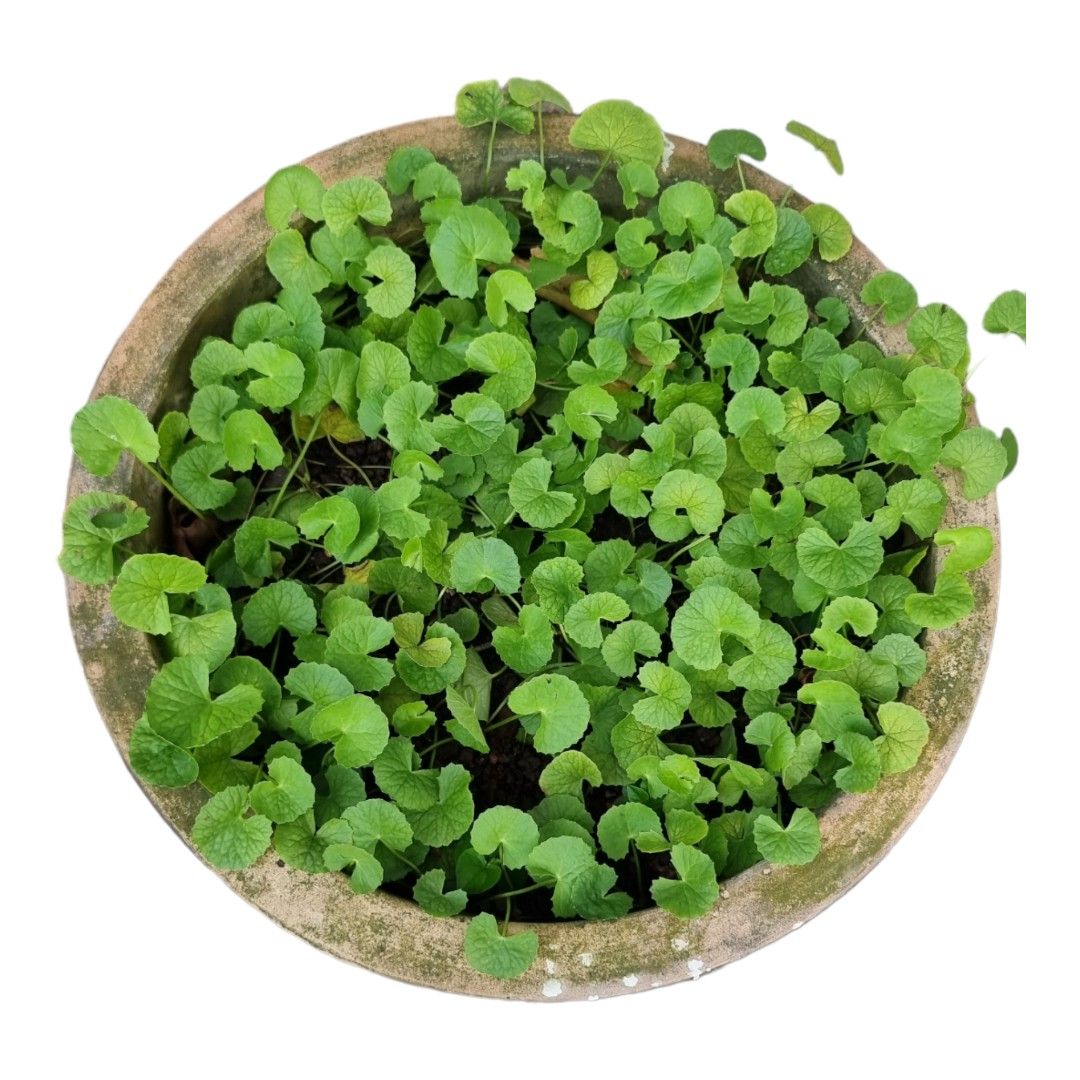 Edible ASIAN Pennywort/ Gotu Kola/ Daun Pengaga For Sale, Furniture ...