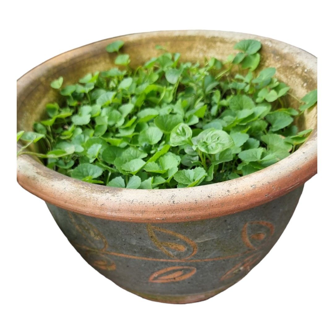 Edible ASIAN Pennywort/ Gotu Kola/ Daun Pengaga For Sale, Furniture ...
