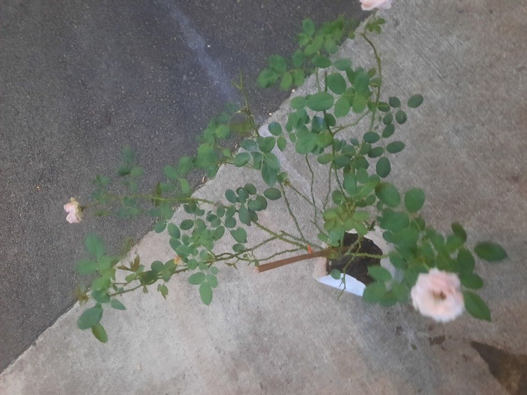 First lady rose plant, Furniture & Home Living, Gardening, Plants ...