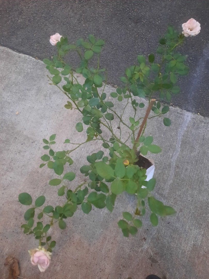 First lady rose plant, Furniture & Home Living, Gardening, Plants ...