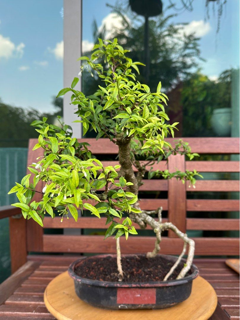 On sale Old Shui mei shuimei bonsai Wrightia Religiosa with small ...