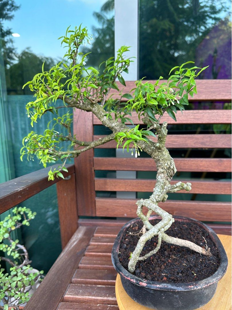 On sale Old Shui mei shuimei bonsai Wrightia Religiosa with small ...
