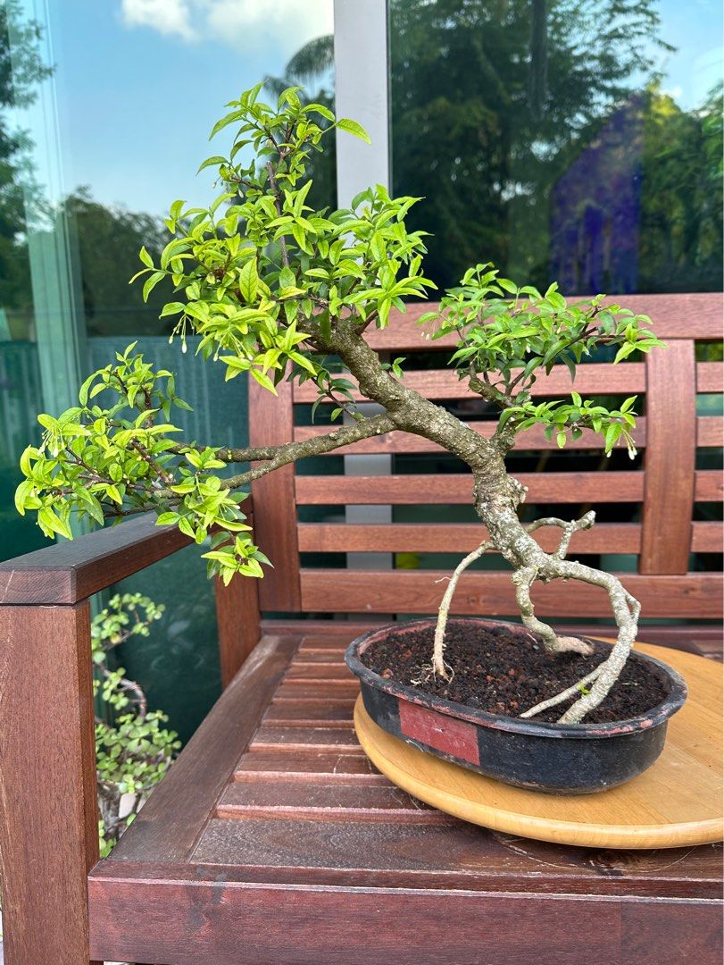 On sale Old Shui mei shuimei bonsai Wrightia Religiosa with small ...