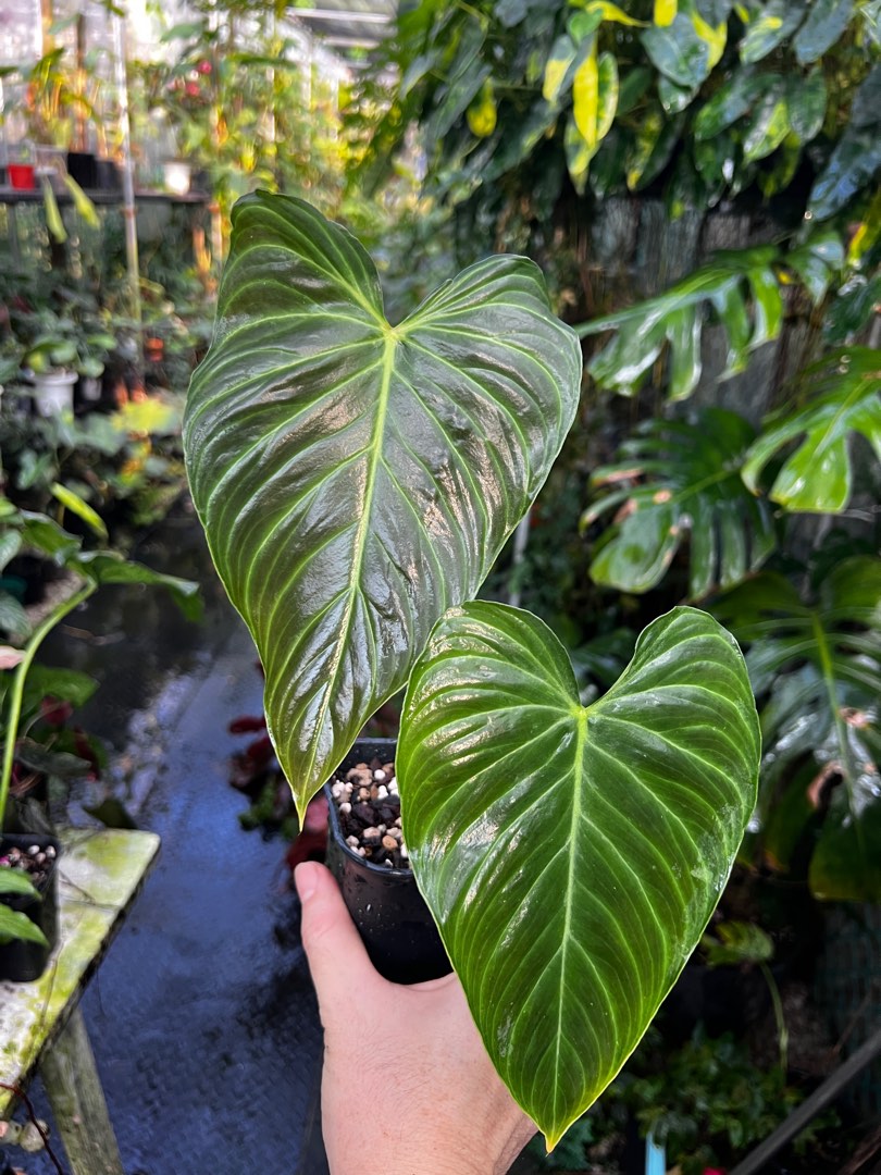 Philodendron Splendid, Furniture & Home Living, Gardening, Plants ...