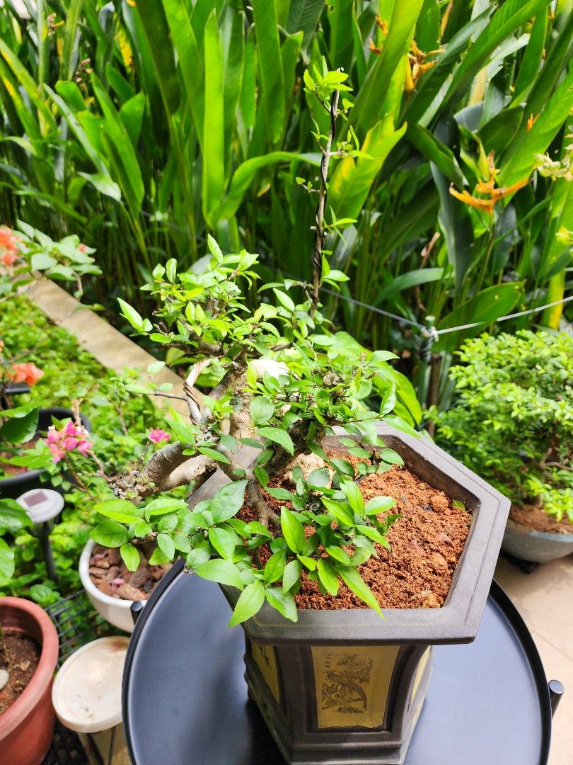 Shui mei bonsai plant, Furniture & Home Living, Gardening, Pots ...