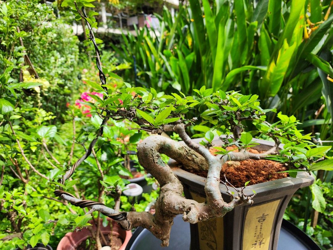 Shui mei bonsai plant, Furniture & Home Living, Gardening, Pots ...