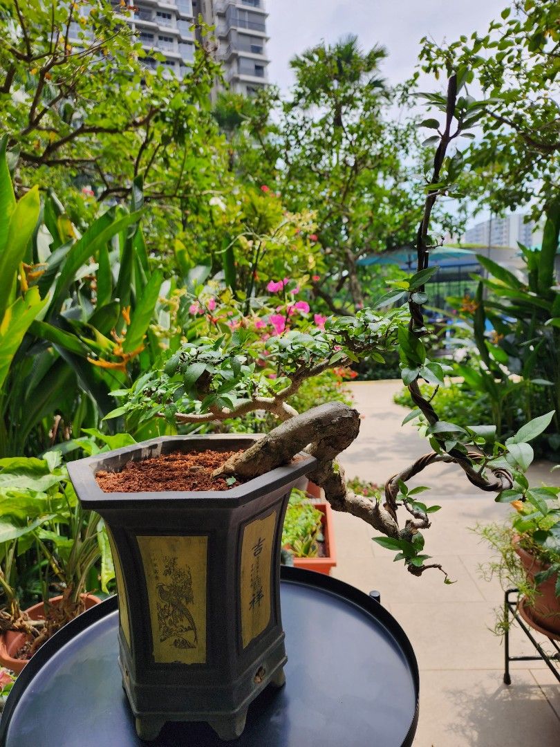 Shui mei bonsai plant, Furniture & Home Living, Gardening, Pots ...