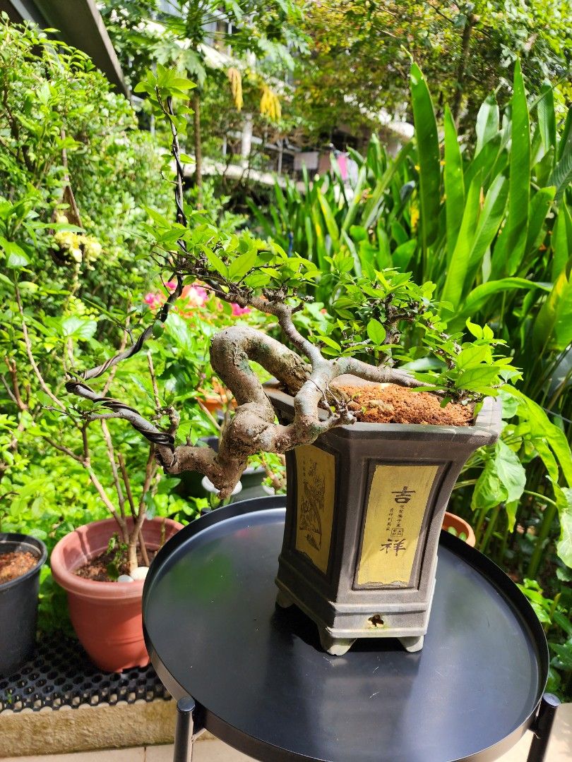 Shui mei bonsai plant, Furniture & Home Living, Gardening, Pots ...