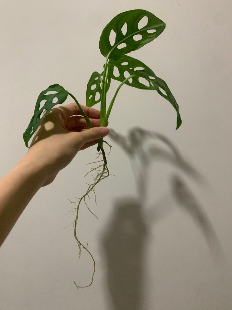Swiss Cheese Monstera Sapling Plant, Furniture & Home Living, Gardening ...