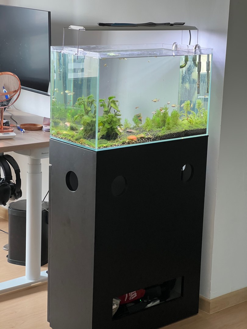 ADA 60P Full Setup, Pet Supplies, Homes & Other Pet Accessories on ...