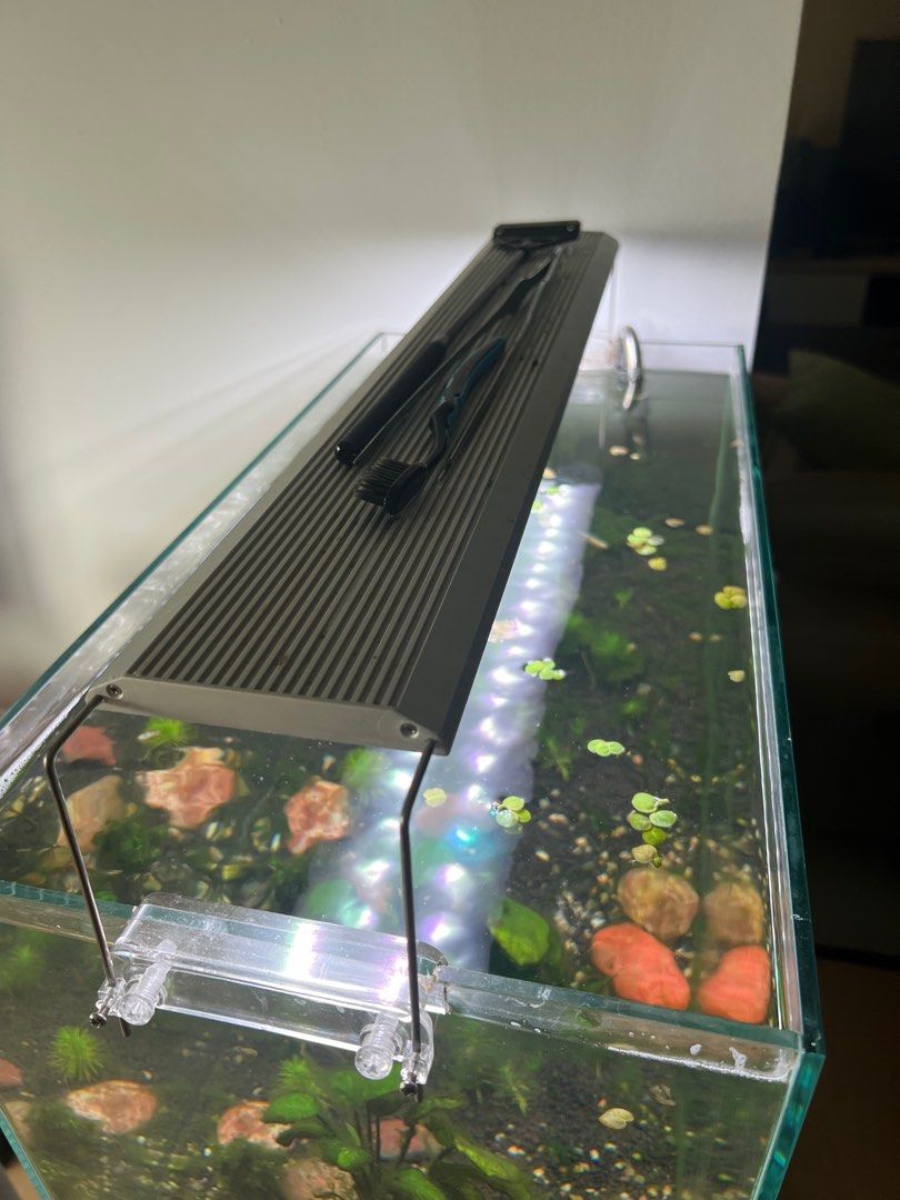 ADA 60P Full Setup, Pet Supplies, Homes & Other Pet Accessories on ...