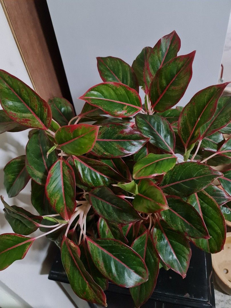 Aglaonema Red Siam Plant / Red Lip Plant / Evergreen Plant, Furniture ...