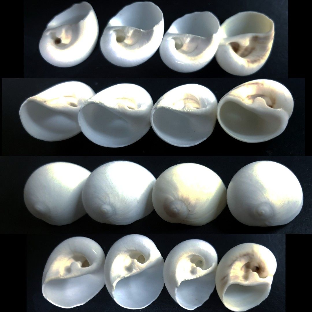 Aquarium natural flattened Ear Moon Snail Seashell ornament display ...