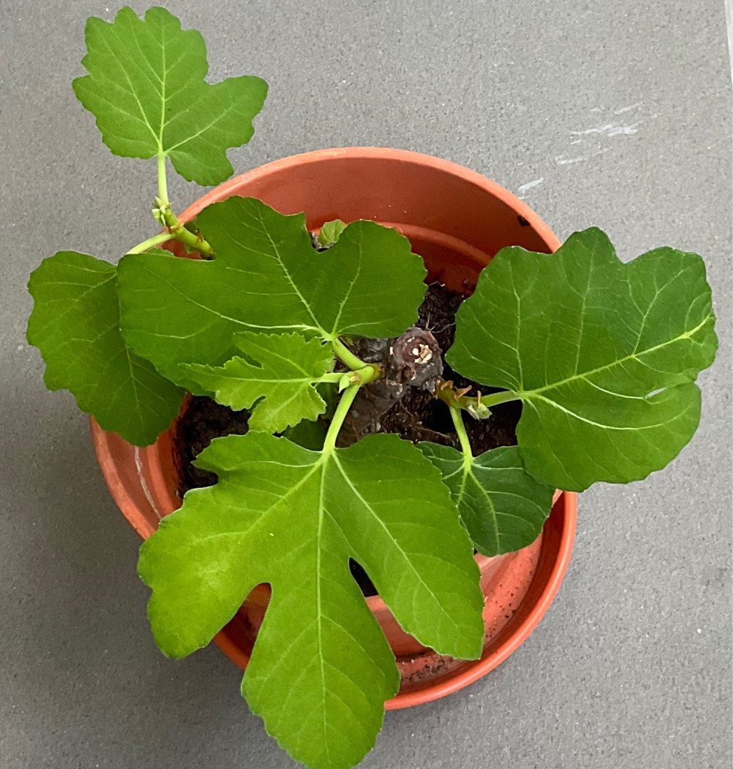 Fig tree plant (2 plant in a pot), Furniture & Home Living, Gardening ...