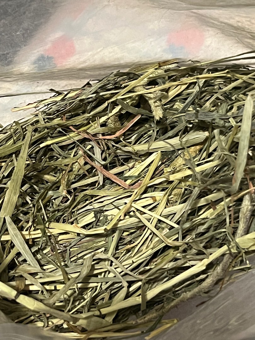 First Cut - Sun Dried Timothy Hay, Pet Supplies, Pet Food on Carousell
