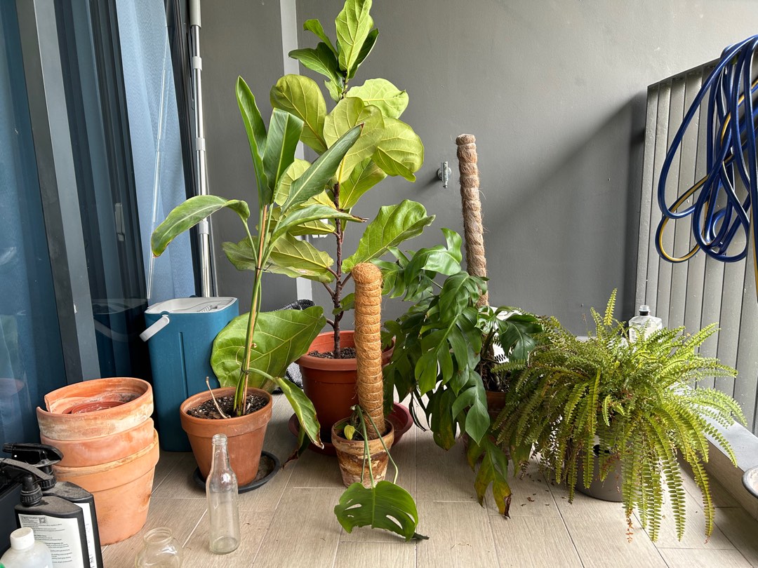 FREE plant giveaway, Furniture & Home Living, Gardening, Plants & Seeds ...