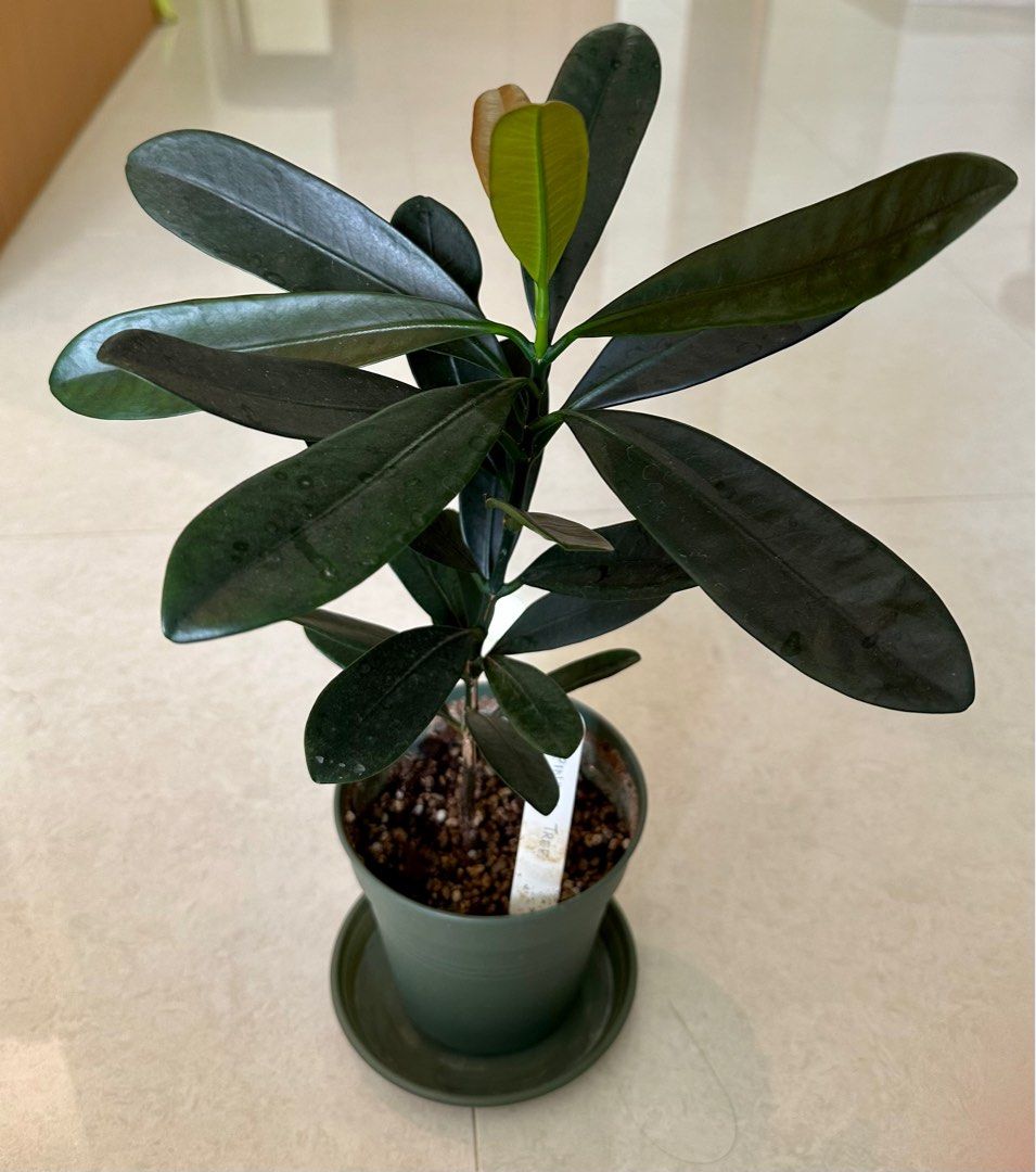 Happiness Tree, Furniture & Home Living, Gardening, Plants & Seeds on ...